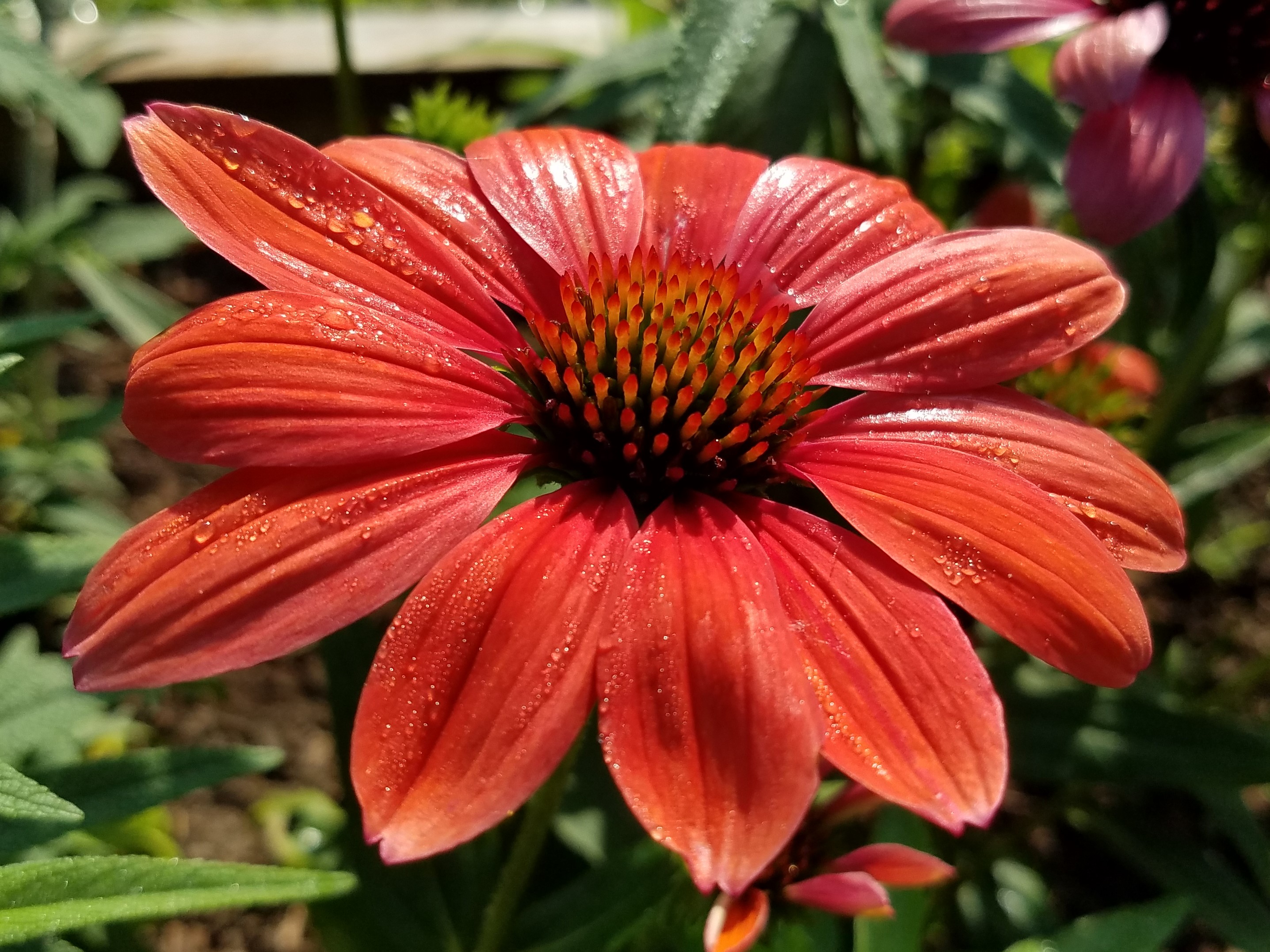 About Us – The Flowering Farm of Athens County, Ohio