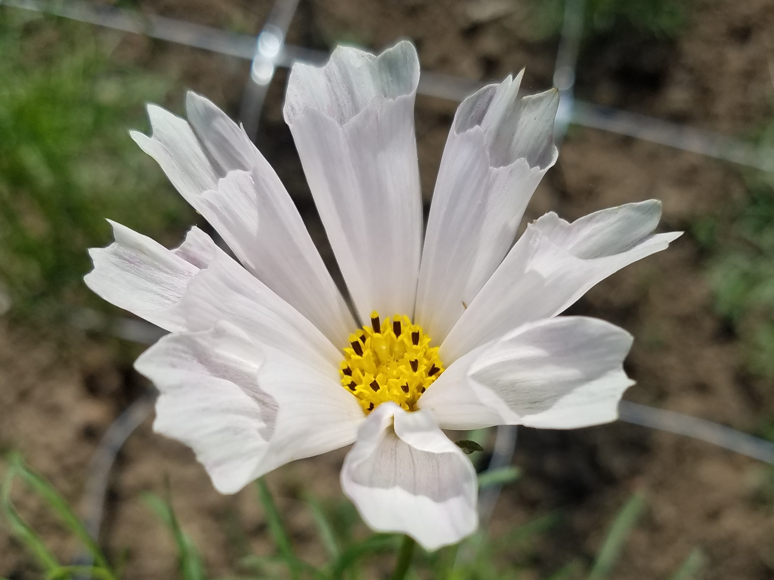20170617_094704 (2) – The Flowering Farm of Athens County, Ohio