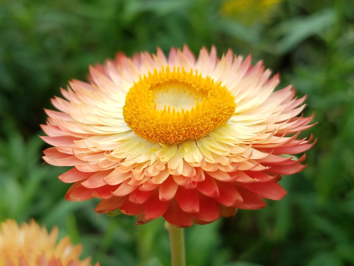 The Flowering Farm of Athens County, Ohio – “The Earth laughs in ...